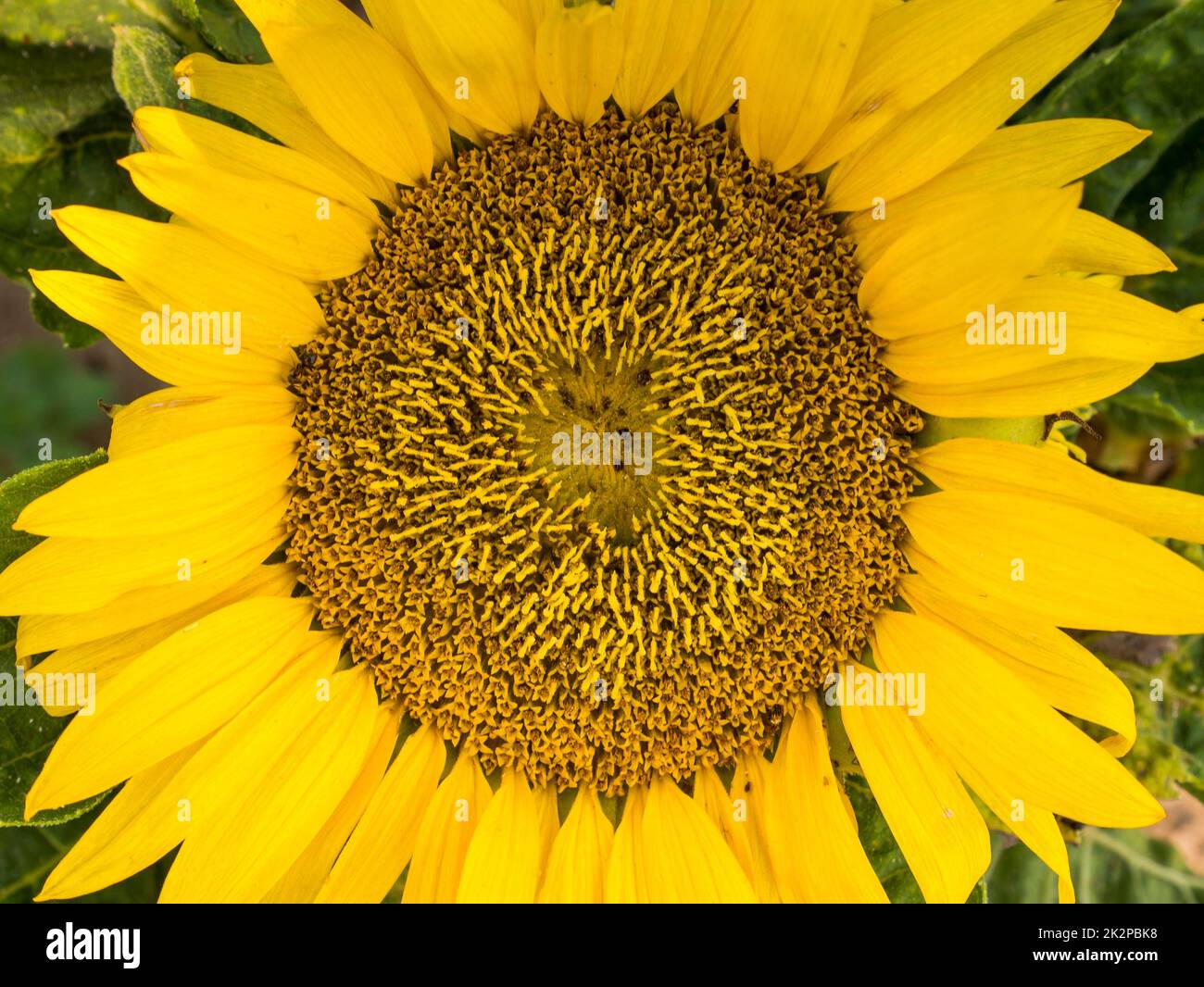 Blue sky sunflower sun rays hi-res stock photography and images - Alamy