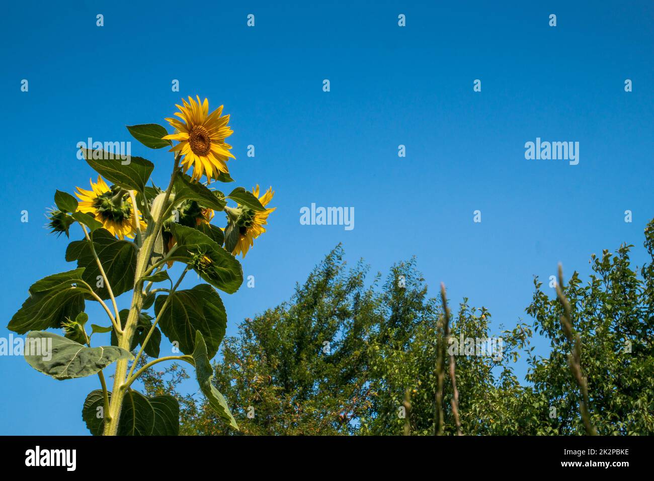 Sunflower core hi-res stock photography and images - Alamy