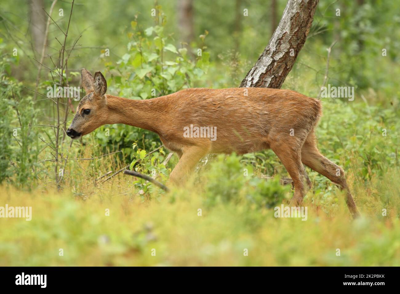 Roe deer - Capreolus capreolus - walking through the forest Stock Photo ...