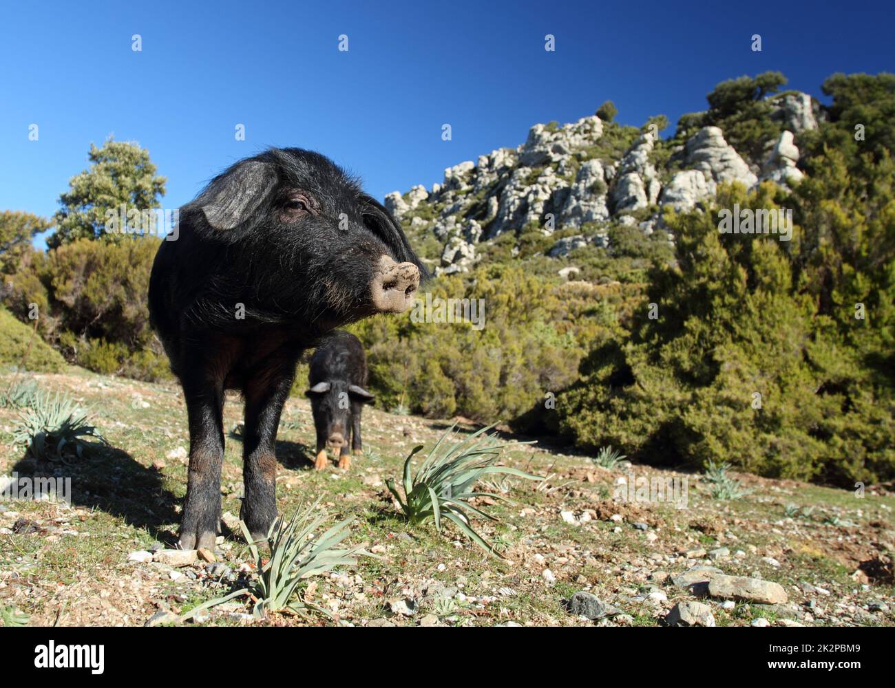 Truffle pig italy hi-res stock photography and images - Alamy