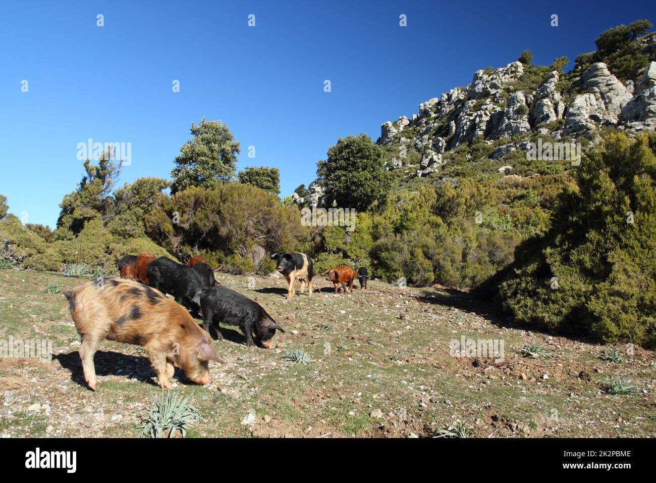 Smiling pig roaming through the hot sand of Sardinan Wilderness Stock ...