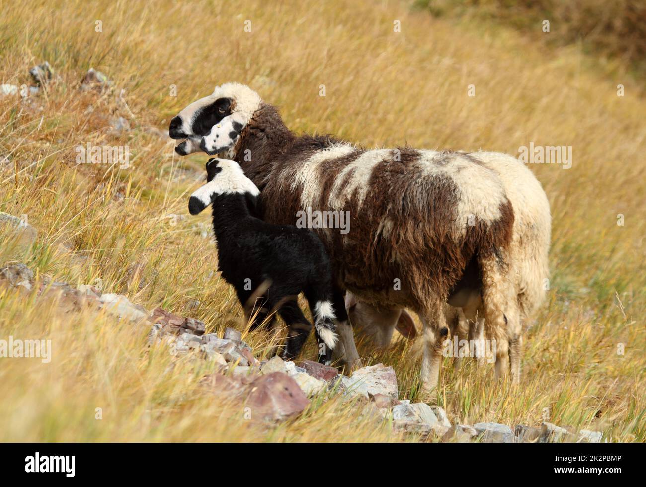 Female sheep with newborn lamb in the meadow Stock Photo - Alamy