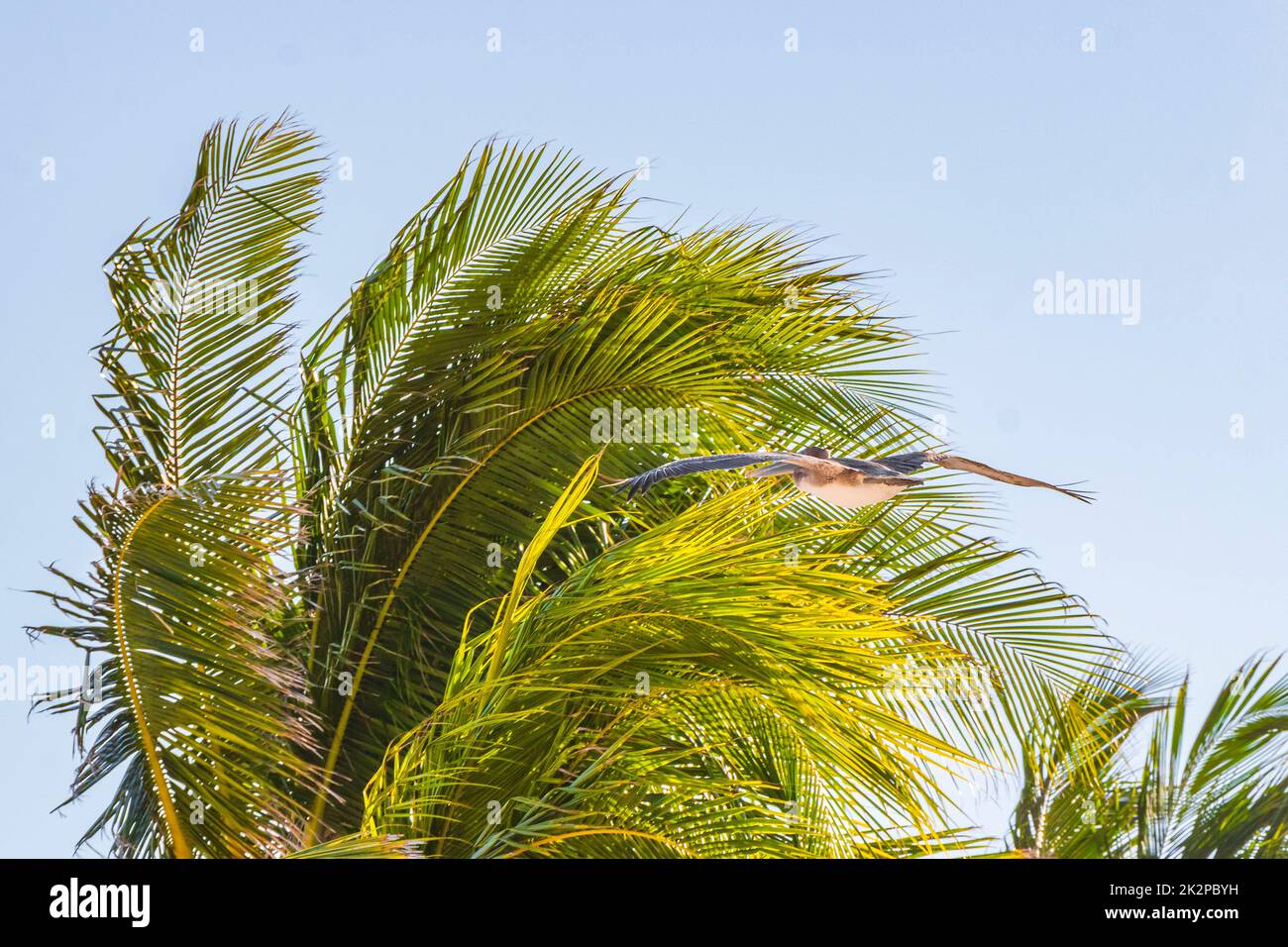 Flying pelican bird with blue sky background Holbox island Mexico Stock ...