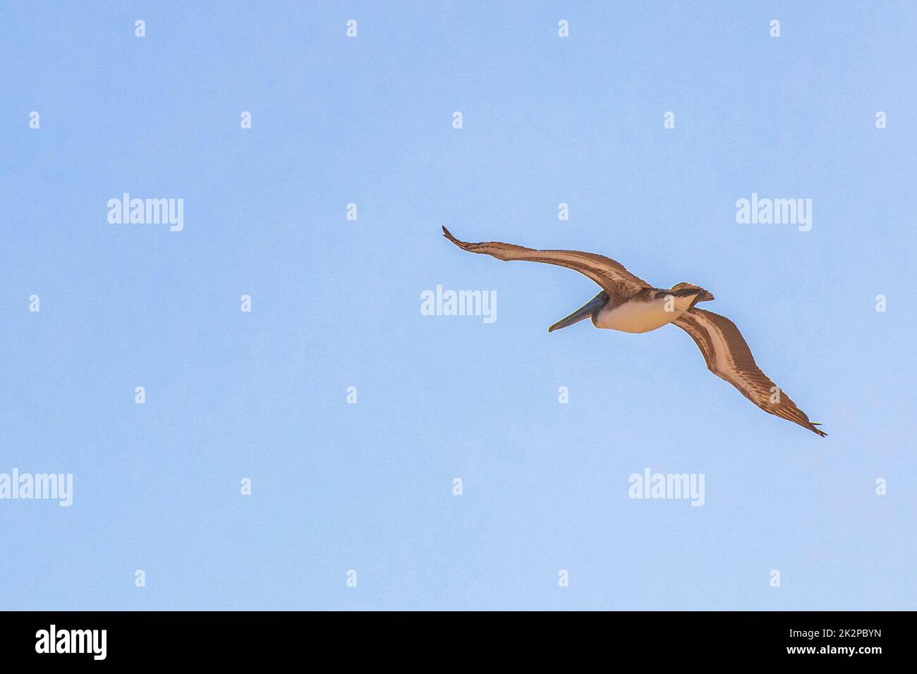 Flying pelican bird with blue sky background Holbox island Mexico Stock ...