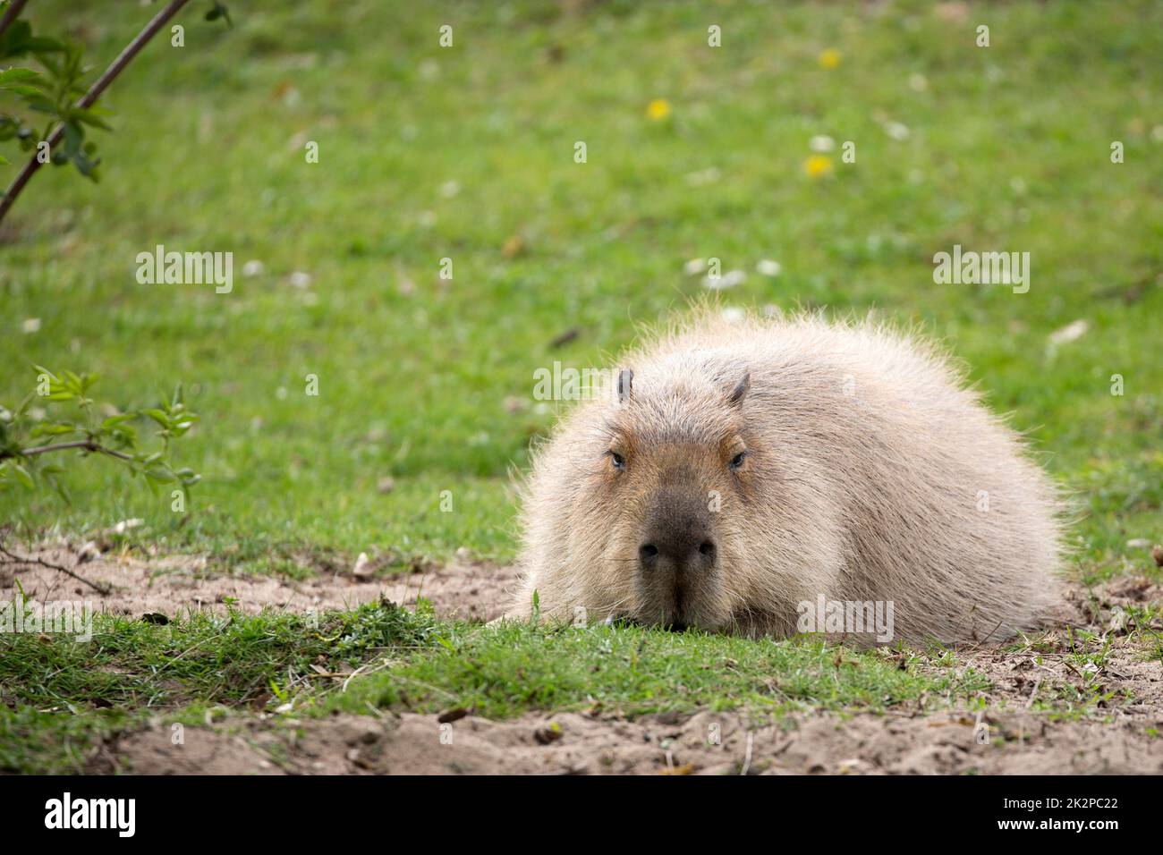 Capybara is resting in a clearing Stock Photo - Alamy