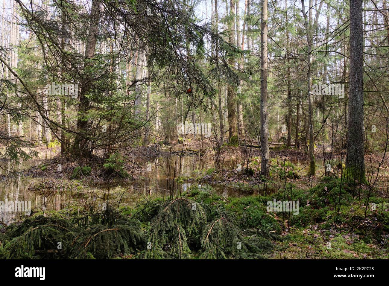 Bog forest hi-res stock photography and images - Alamy