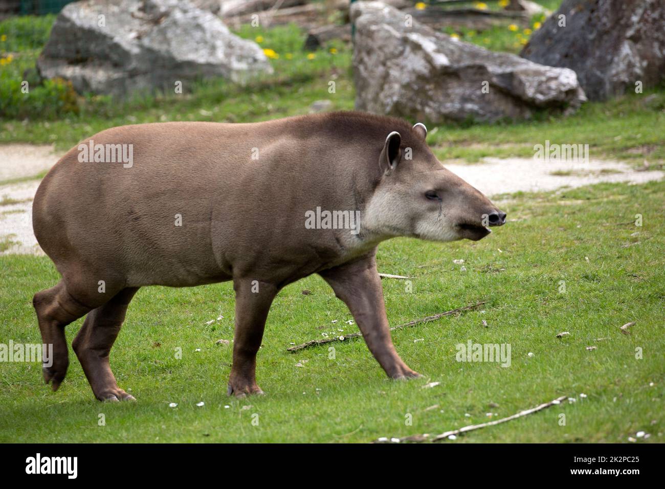 Big tapir hi-res stock photography and images - Alamy