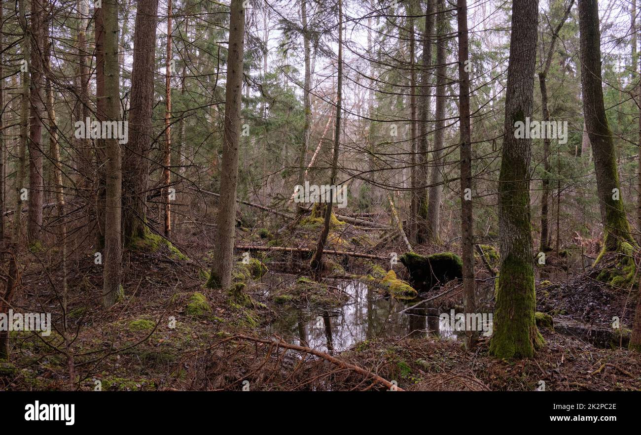 Bog forest hi-res stock photography and images - Alamy