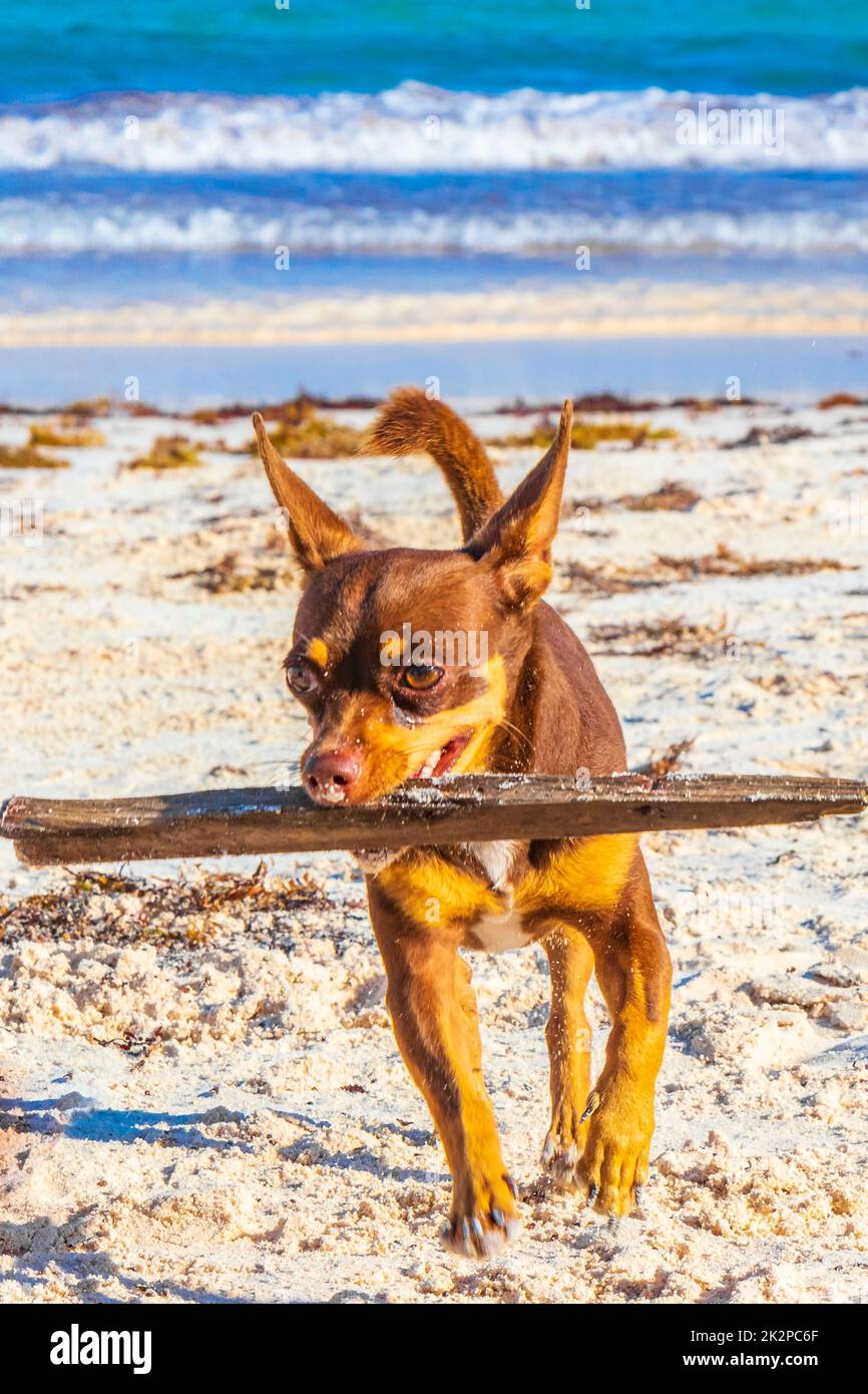 Mexican brown russian toy terrier dog on beach Tulum Mexico Stock Photo ...