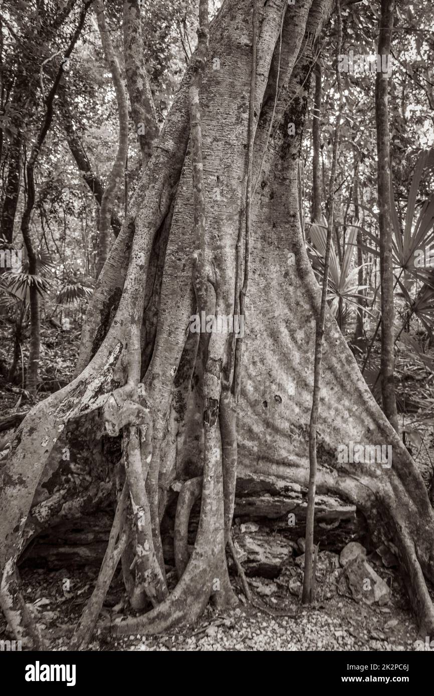 Tropical natural jungle forest plants trees Muyil Mayan ruins Mexico ...