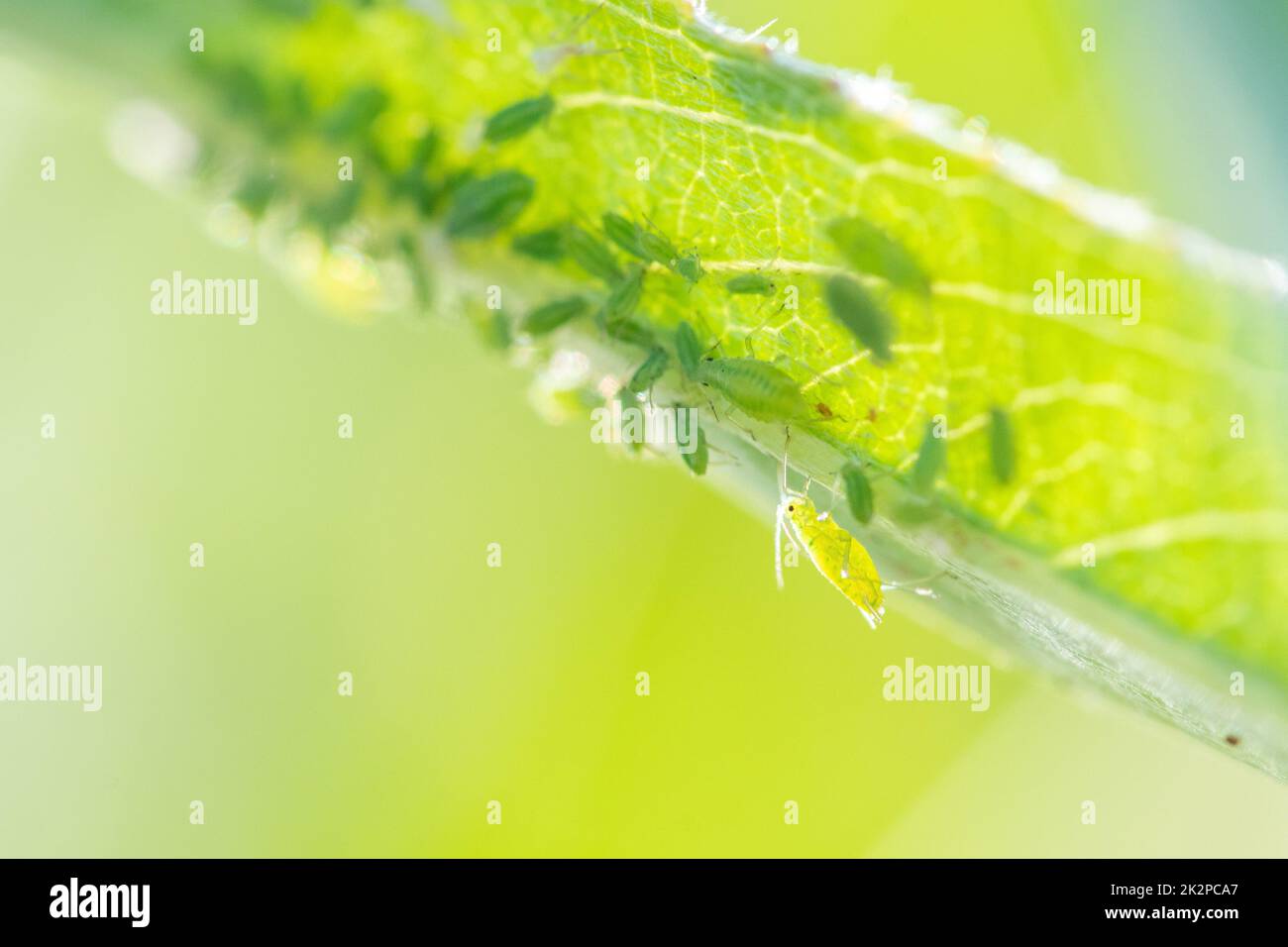 A large aphid near a group of aphids on a leaf Stock Photo - Alamy