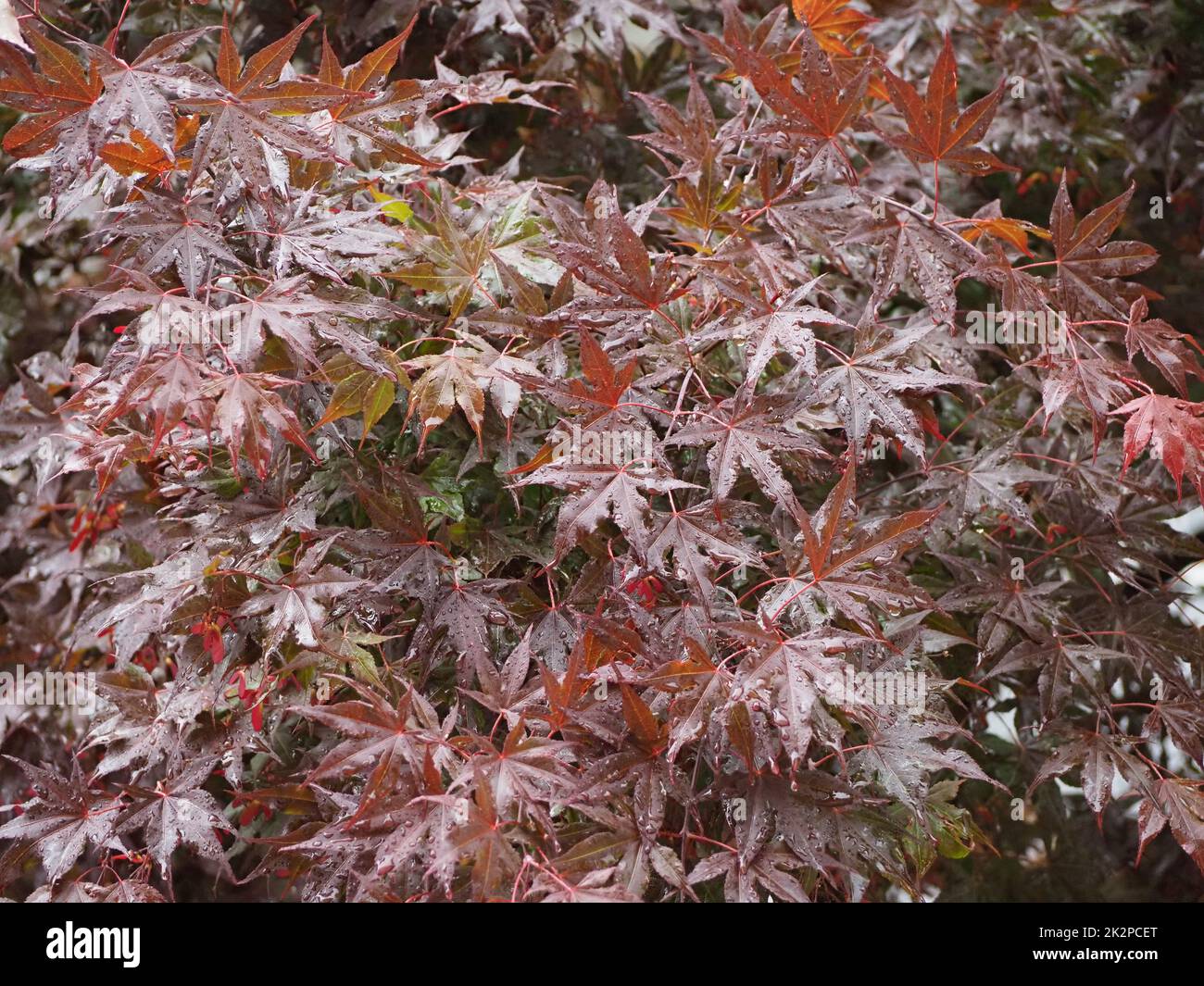 maple acer tree leaves background Stock Photo - Alamy