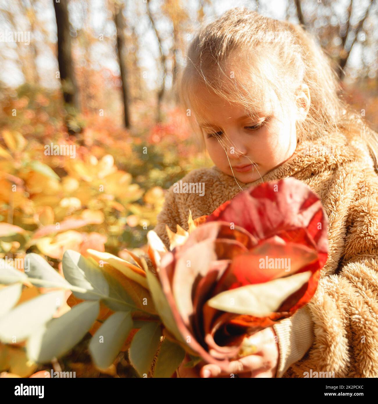 Sunny day red leaves hi-res stock photography and images - Alamy