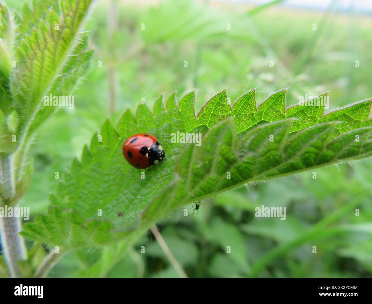 beautiful ladybug insect predator of aphids beneficial for agriculture ...