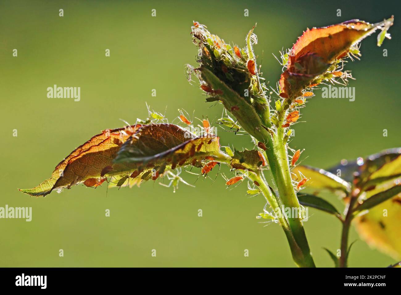 Aphids on garden plants hi-res stock photography and images - Alamy