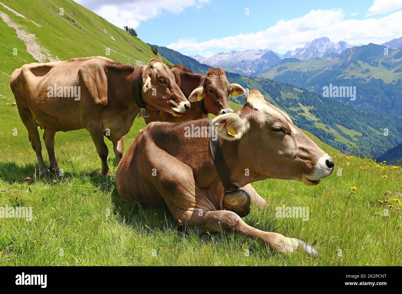 Alps brown cattle hi-res stock photography and images - Alamy
