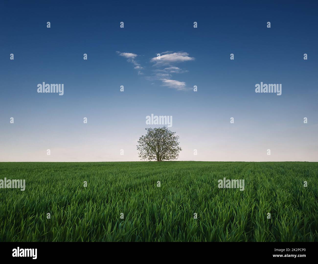 Lone tree in the growing wheat field. Idyllic minimalist background ...