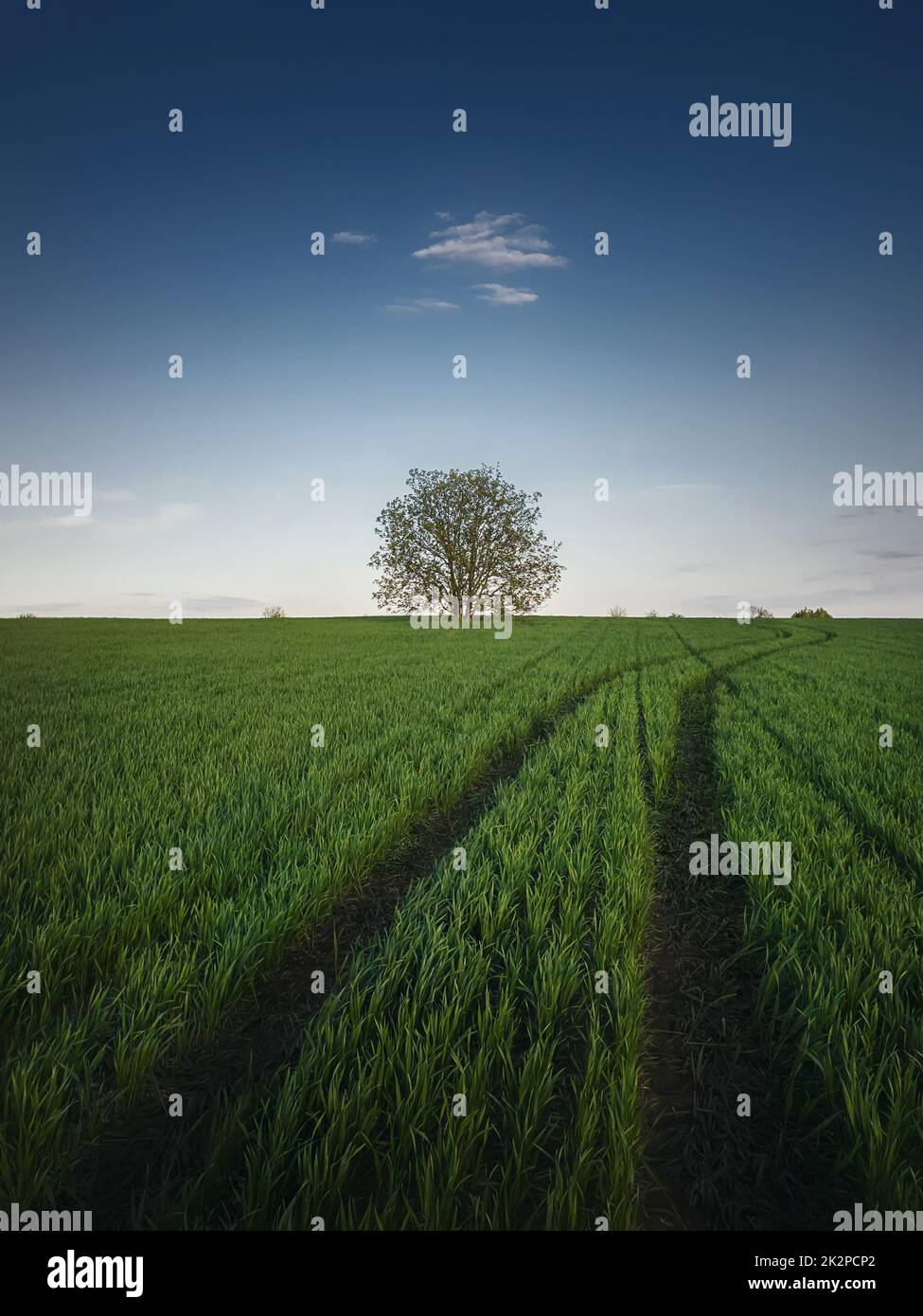 Country pathway along a green wheat field with a lone tree on the ...