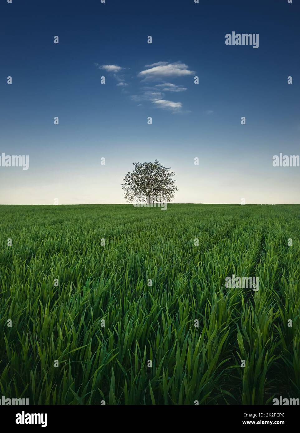 Lone tree in the growing wheat field. Idyllic minimalist background ...