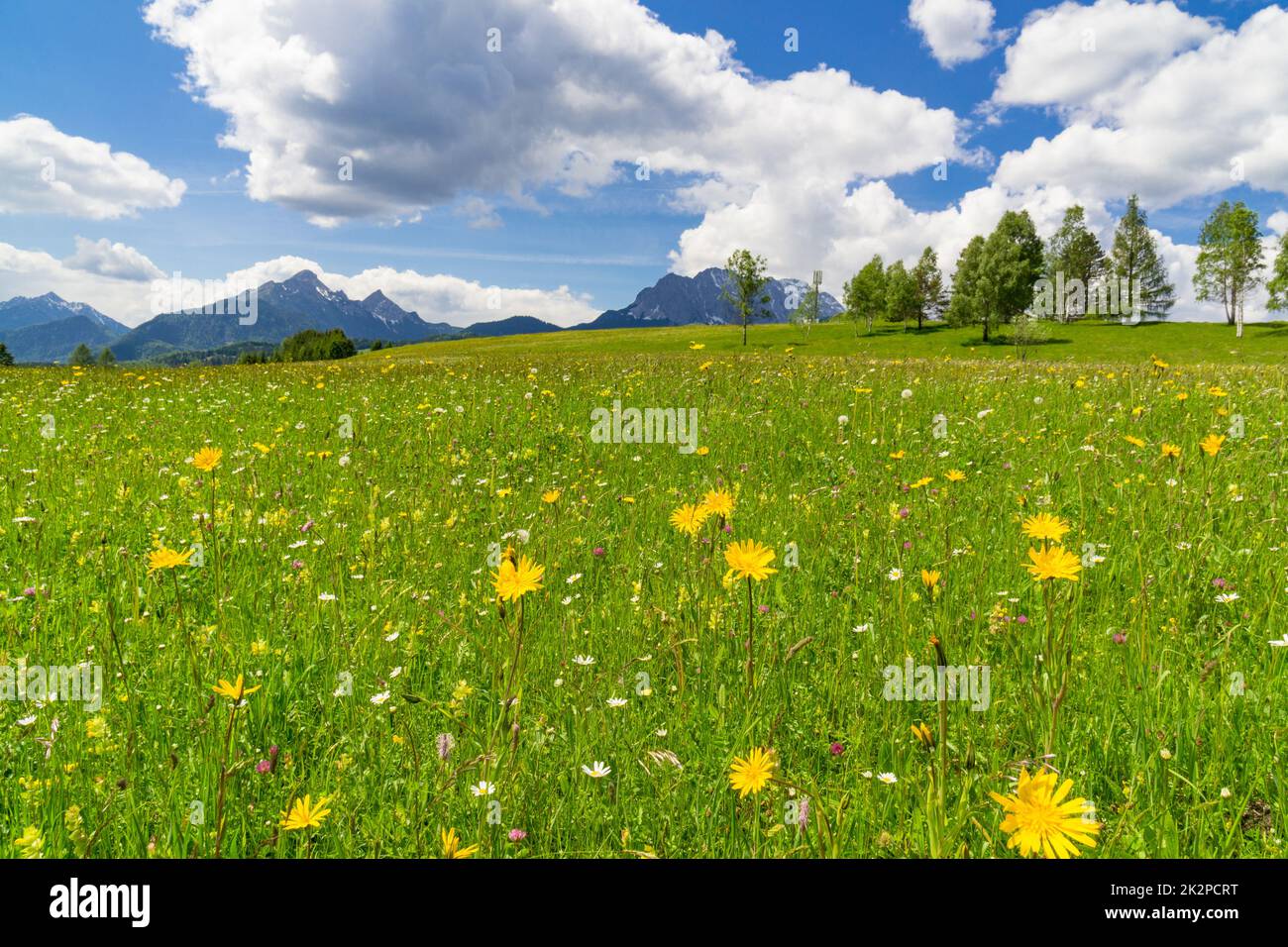 Pasture flower hi-res stock photography and images - Alamy