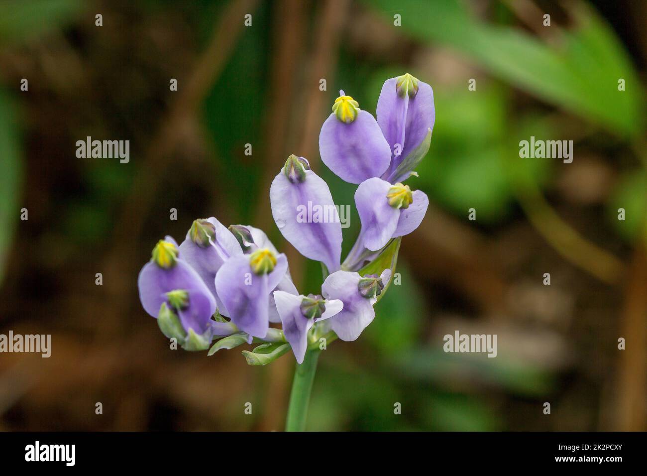 Burmannia disticha is a biennial plant in nature. The flowers are ...