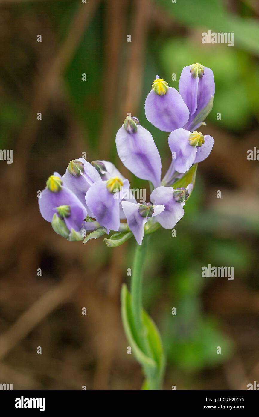 Burmannia disticha hi-res stock photography and images - Alamy