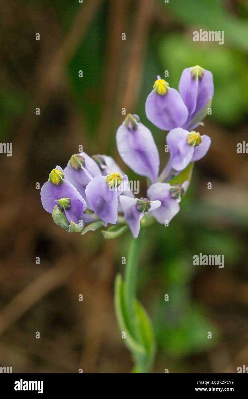 Burmannia disticha is a biennial plant in nature. The flowers are ...