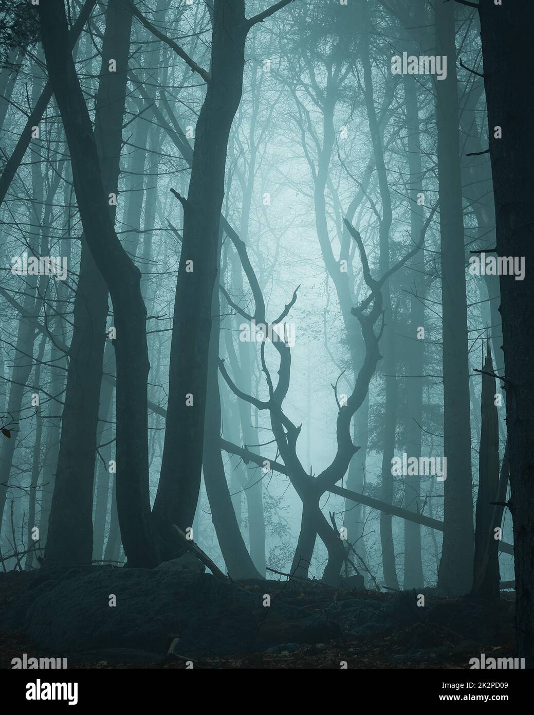 A vertical shot of big old trees in a beautiful dark forest in a cold ...