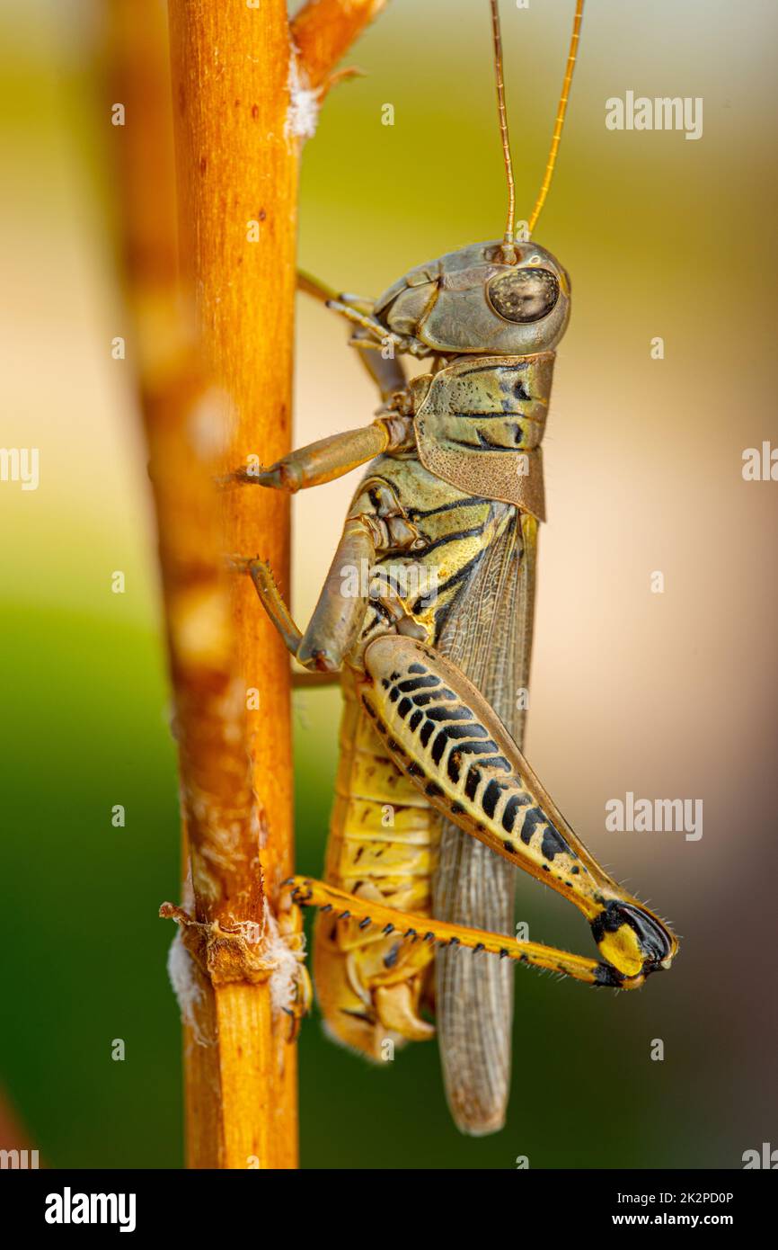 A vertical shallow focus shot of a Grasshopper standing on a branch ...