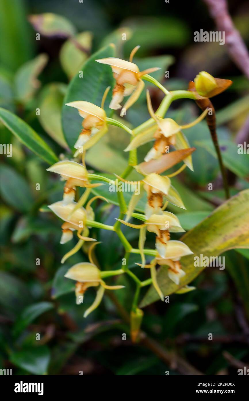 Tropical orchids in the wild hi-res stock photography and images - Alamy