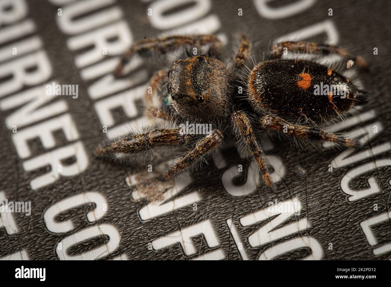 Phidippus californicus hi-res stock photography and images - Alamy