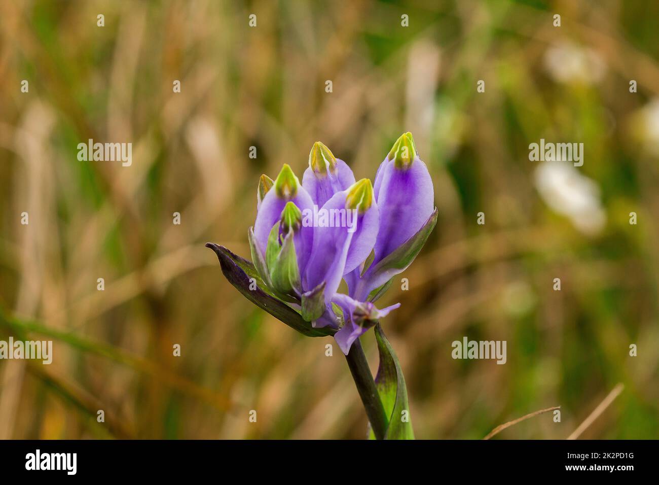 Burmannia disticha is a biennial plant in nature. The flowers are ...