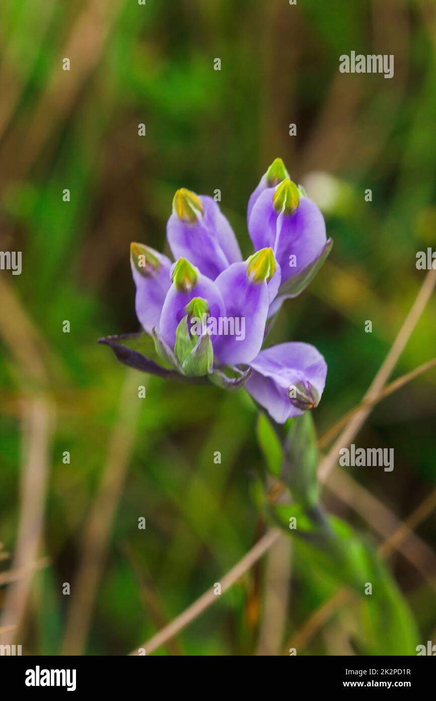 Burmannia disticha is a biennial plant in nature. The flowers are ...