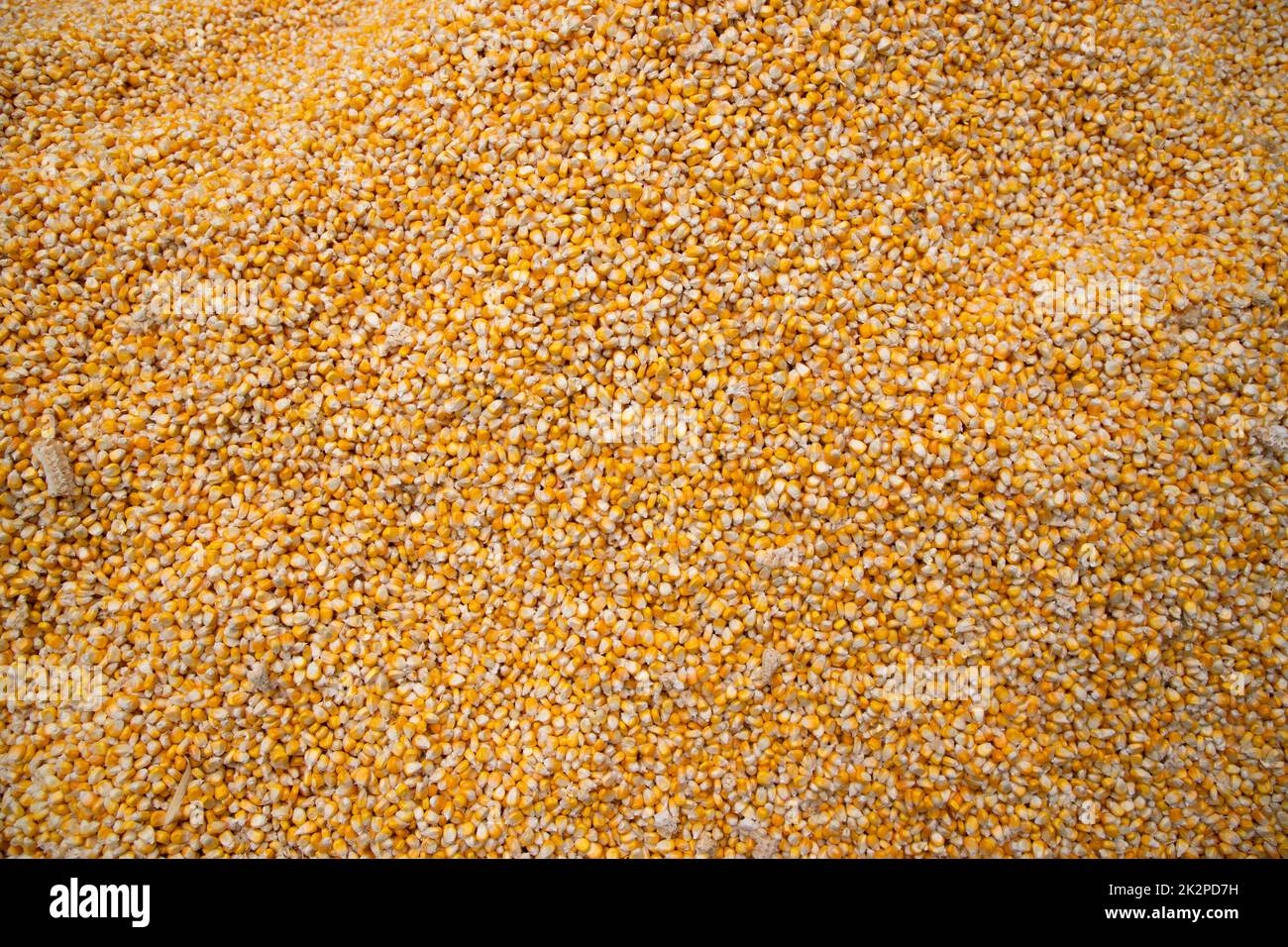 Corn Texture Background Stock Photo - Alamy