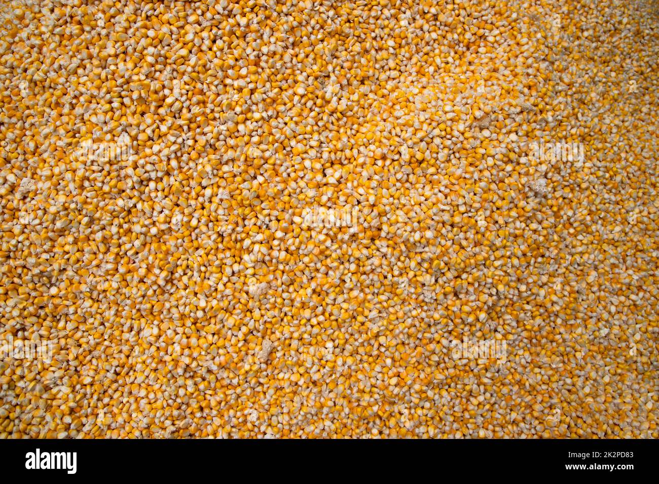 Corn texture hi-res stock photography and images - Alamy