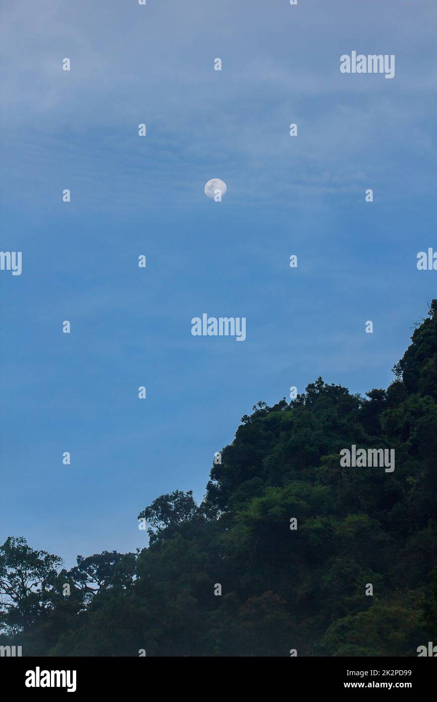 The daytime moon above the tall tree Stock Photo - Alamy