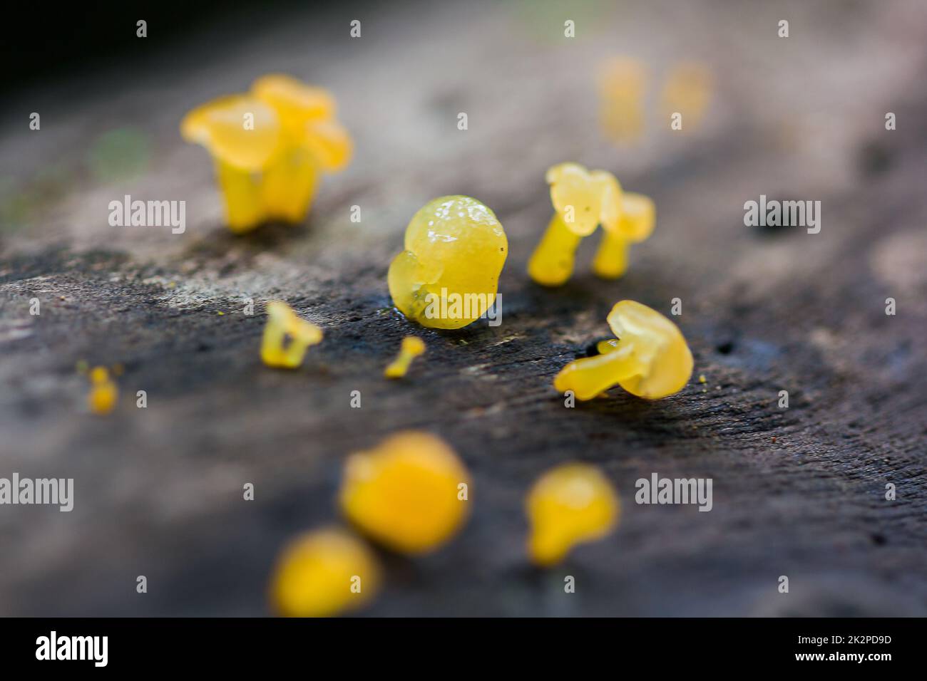 Yellow fungus on dry wood in the forest Stock Photo - Alamy