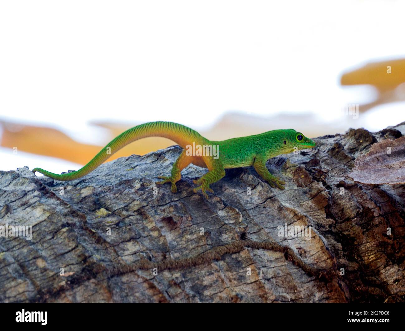 Seychelles - Praslin, Ferdinand Nature Reserve - La Digue day Gecko on ...