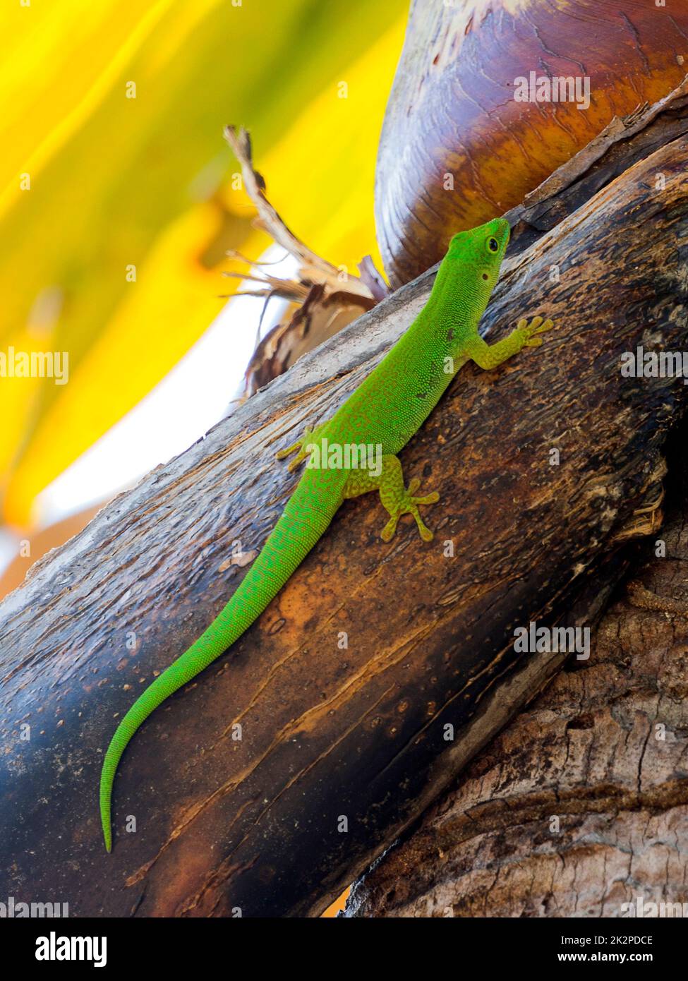 Seychelles - Praslin, Ferdinand Nature Reserve - La Digue day Gecko on ...