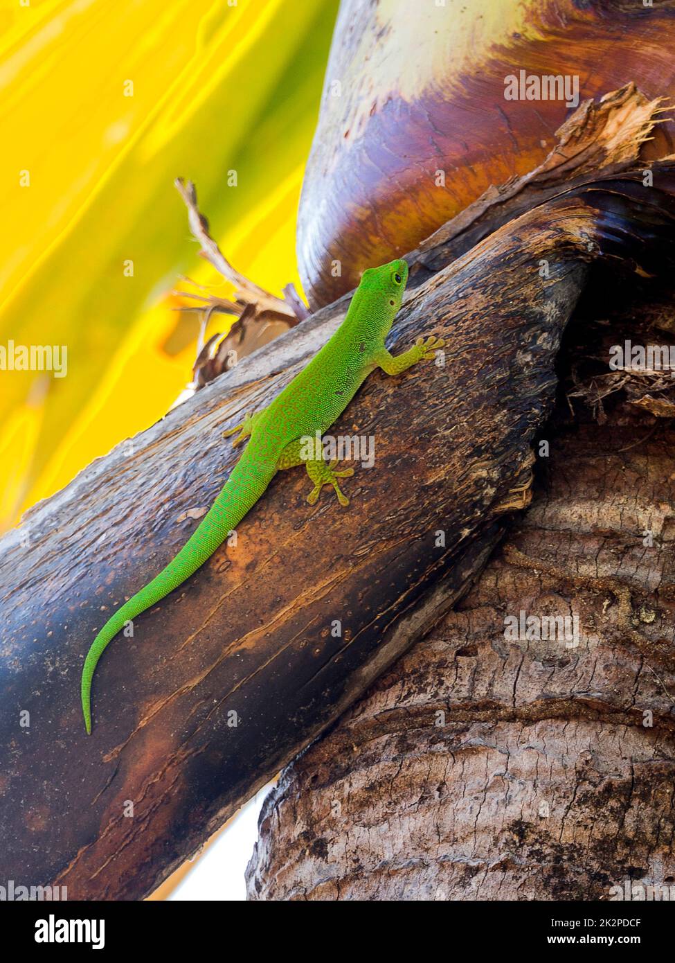 Seychelles - Praslin, Ferdinand Nature Reserve - La Digue day Gecko on ...