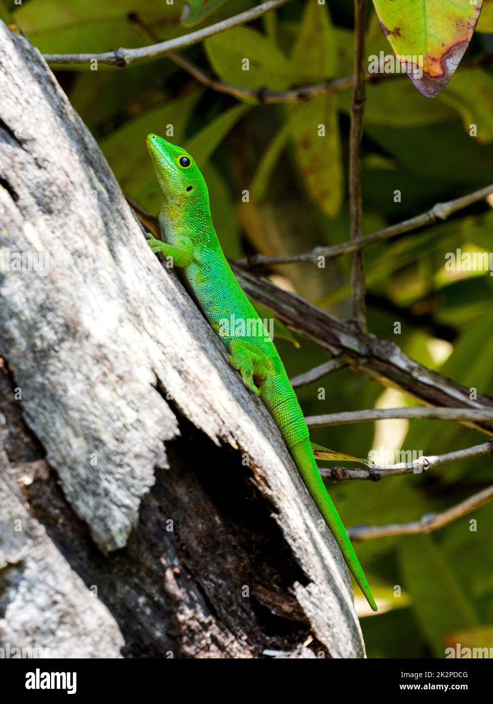 Seychelles - Praslin, Ferdinand Nature Reserve - La Digue day Gecko on ...