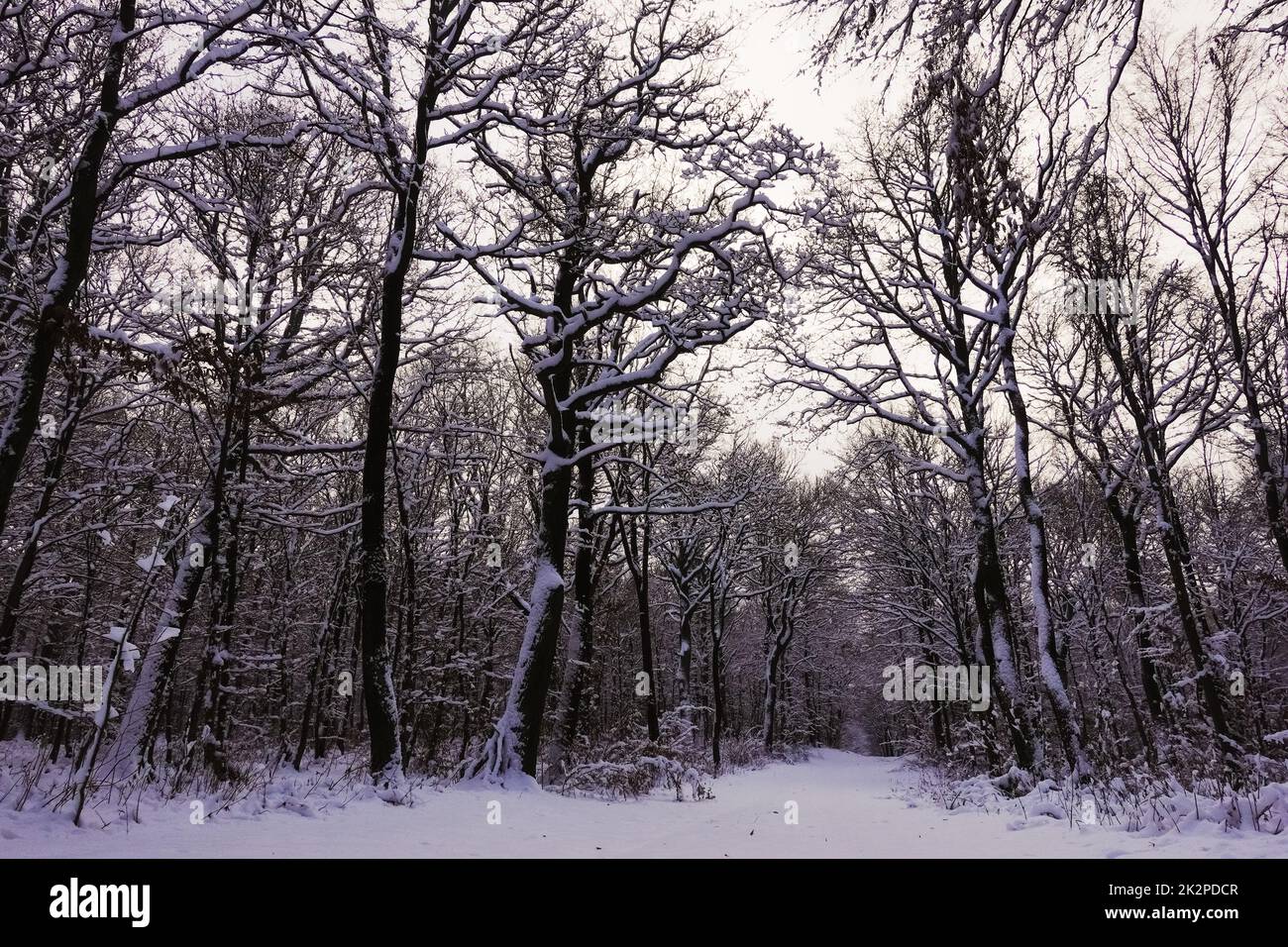 Outlook forest hi-res stock photography and images - Alamy
