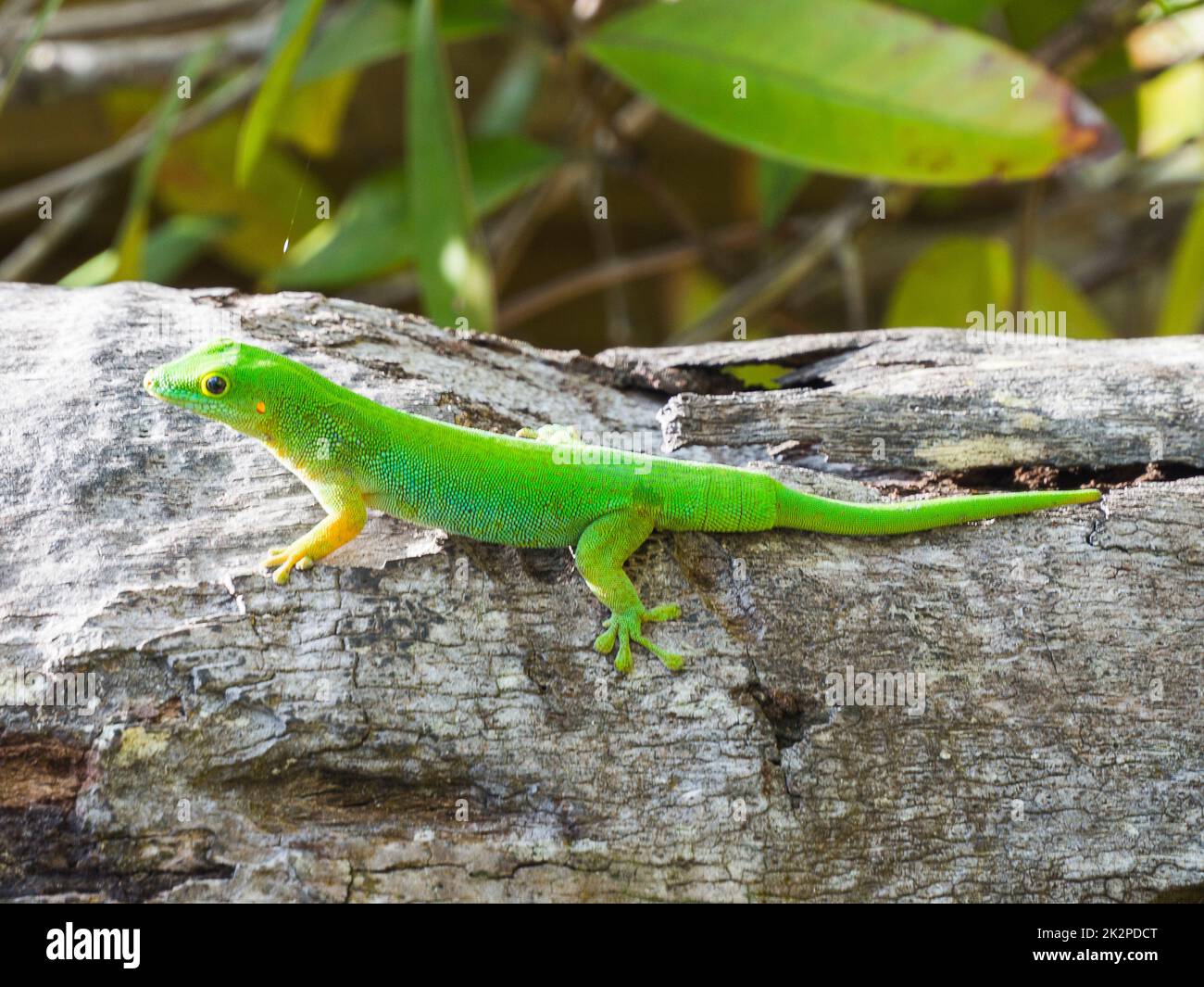 Seychelles - Praslin, Ferdinand Nature Reserve - La Digue day Gecko on ...