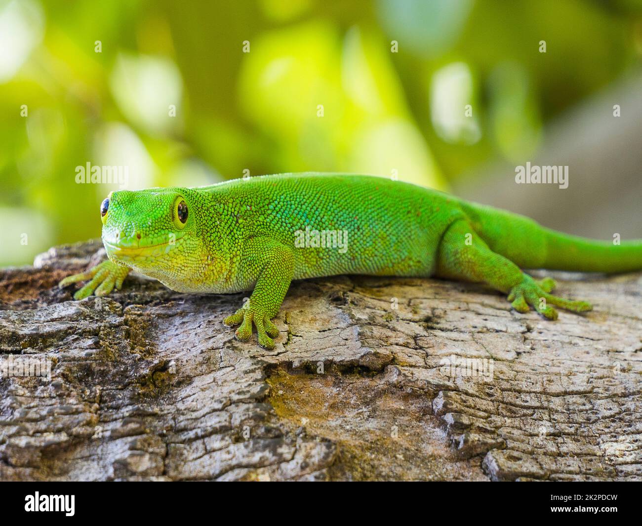 Seychelles - Praslin, Ferdinand Nature Reserve - La Digue day Gecko on ...