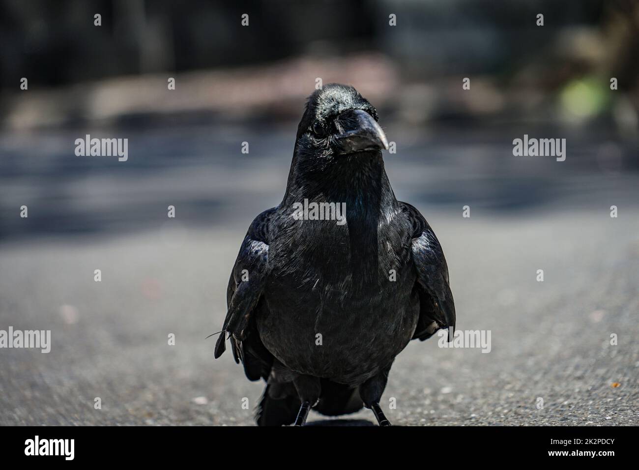 Jet -black crow (Hashibuto glass Stock Photo - Alamy