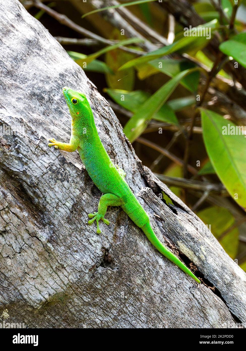 Seychelles - Praslin, Ferdinand Nature Reserve - La Digue day Gecko on ...