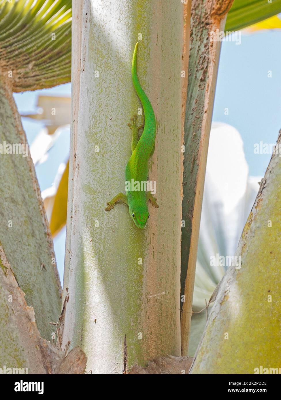 Seychelles - Praslin, Ferdinand Nature Reserve - La Digue day Gecko on ...