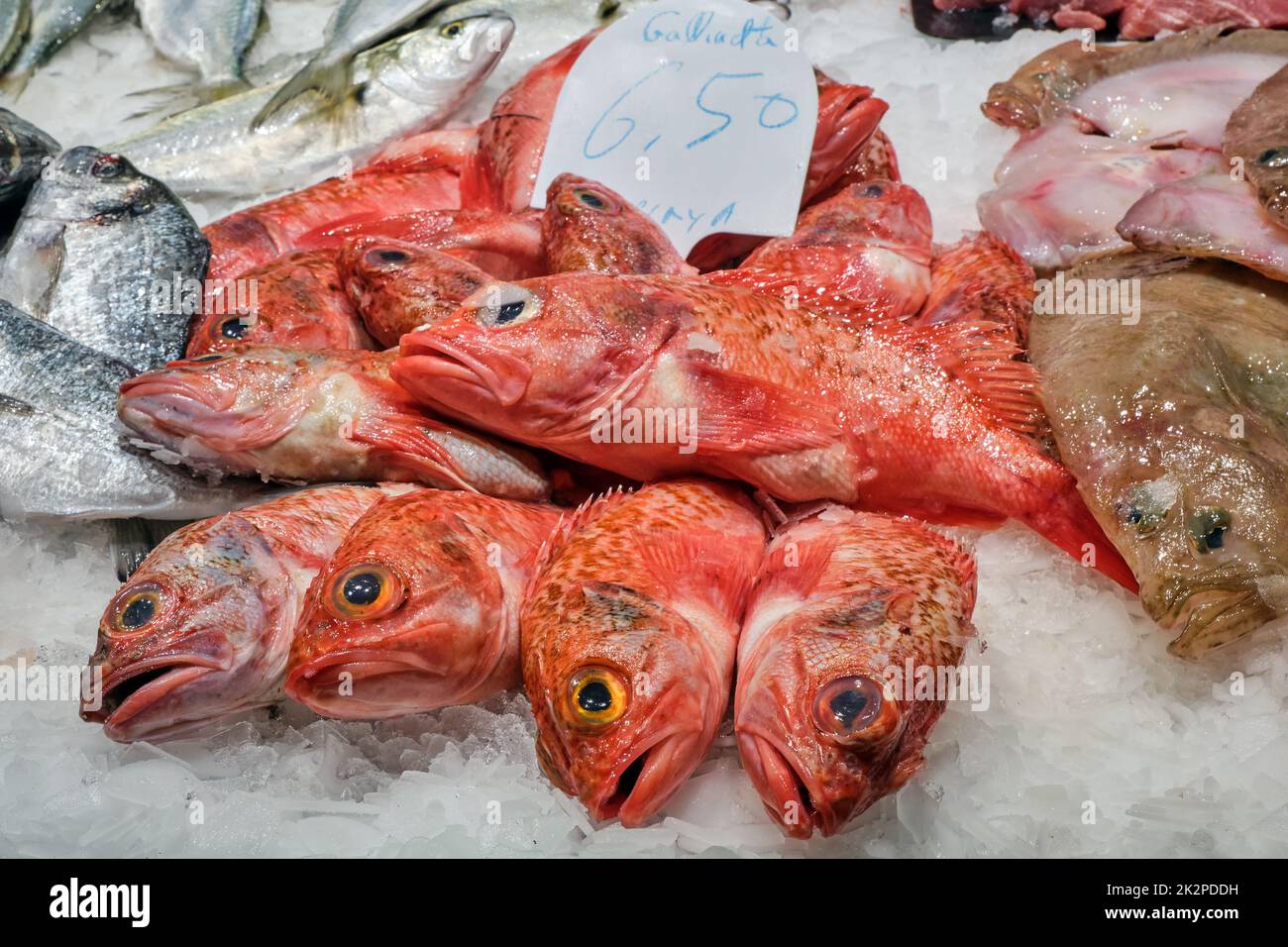 Red scorpionfish and other fish for sale at a market in Barcelona ...