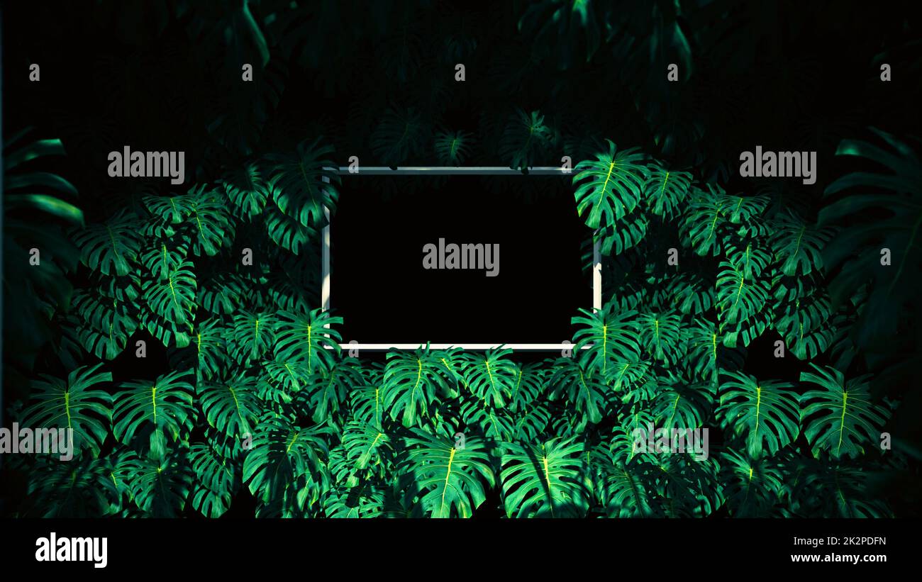 The Jungle In Swiss Cheese Plant Frame Stock Photo - Alamy