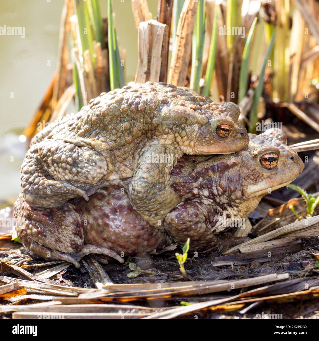 Toad male and female sitting piggyback at the sea Stock Photo - Alamy
